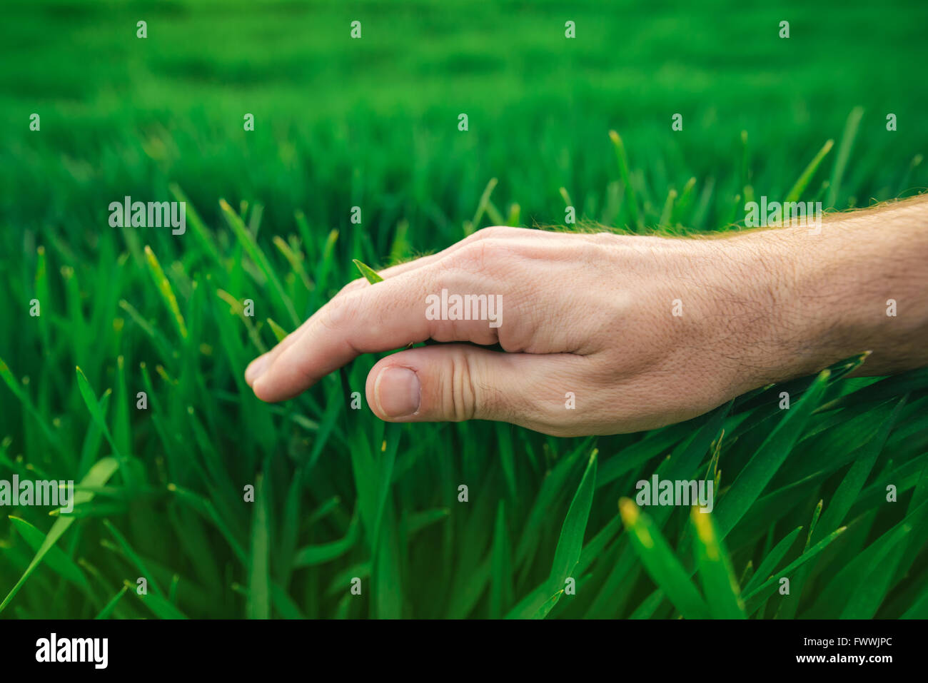 Farmer's hand over young green wheat plants in cultivated field ...