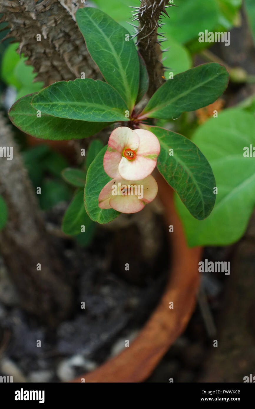 Christs thorn plant hi-res stock photography and images - Alamy