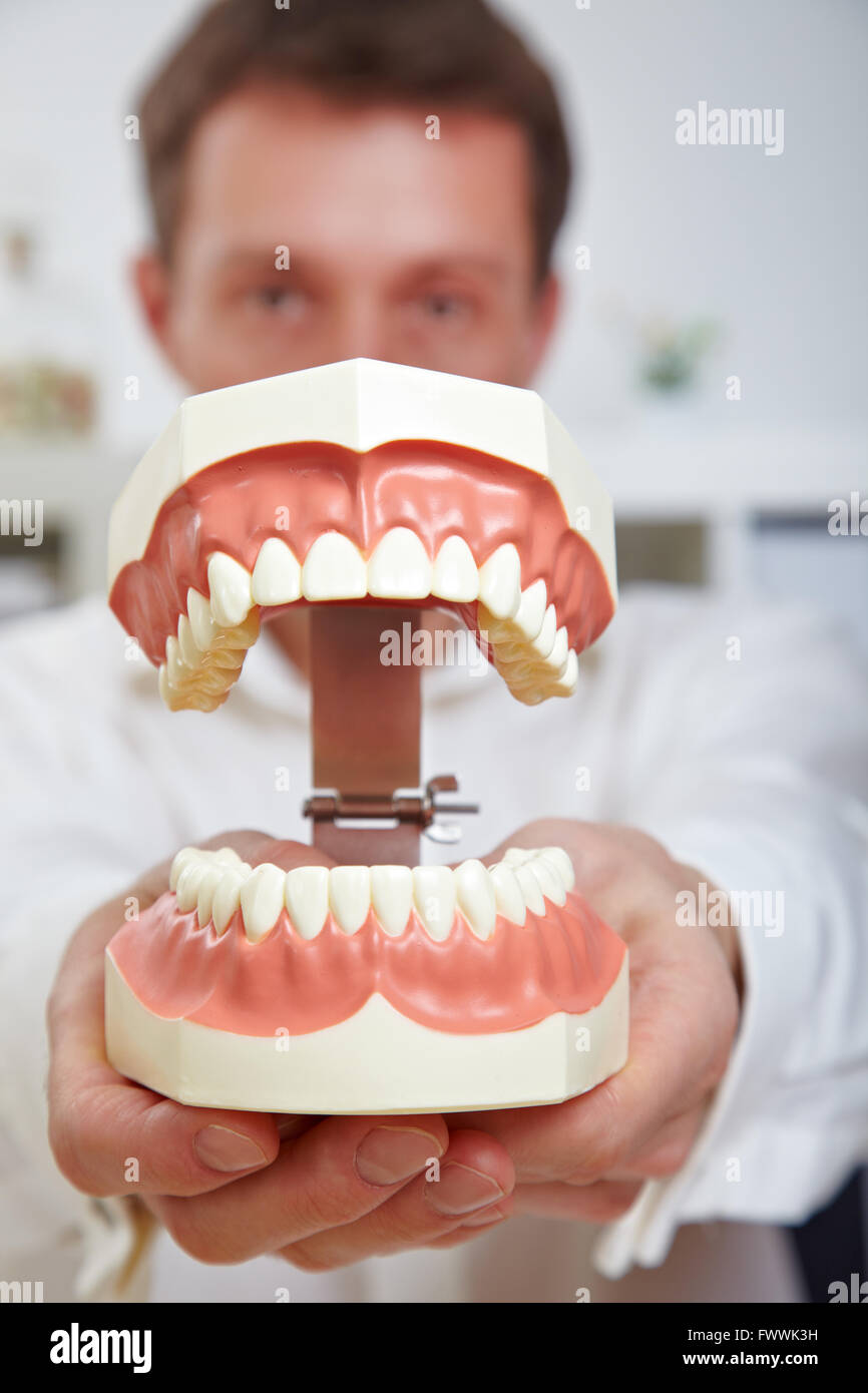Dentist showing oversized open teeth model in his office Stock Photo ...