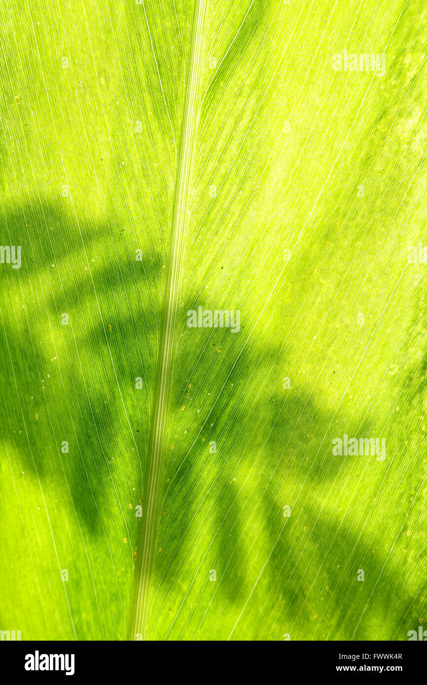 leaf close-up background Stock Photo - Alamy