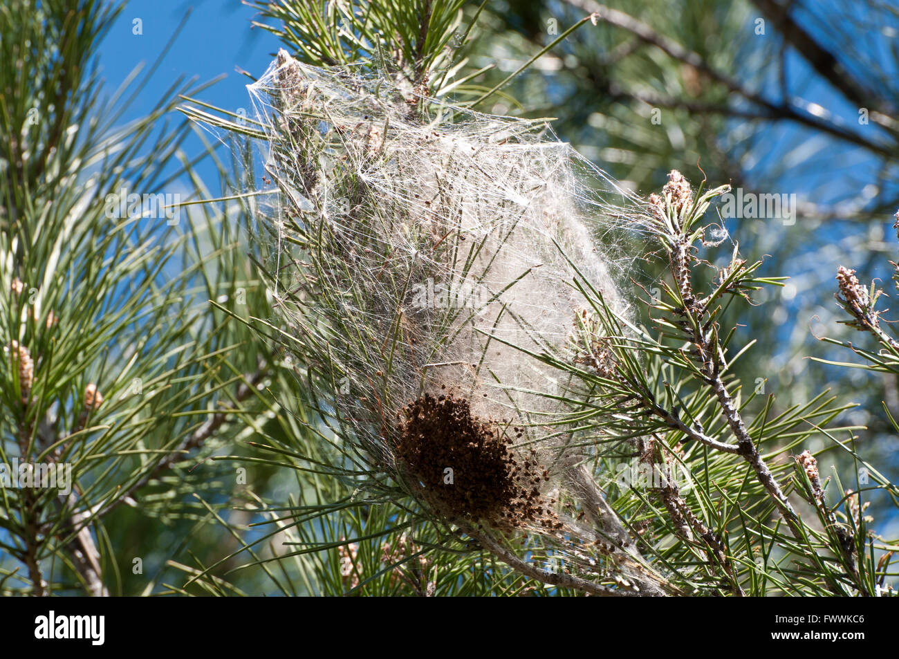 Processionary nest on a Stone Pine branch Stock Photo - Alamy