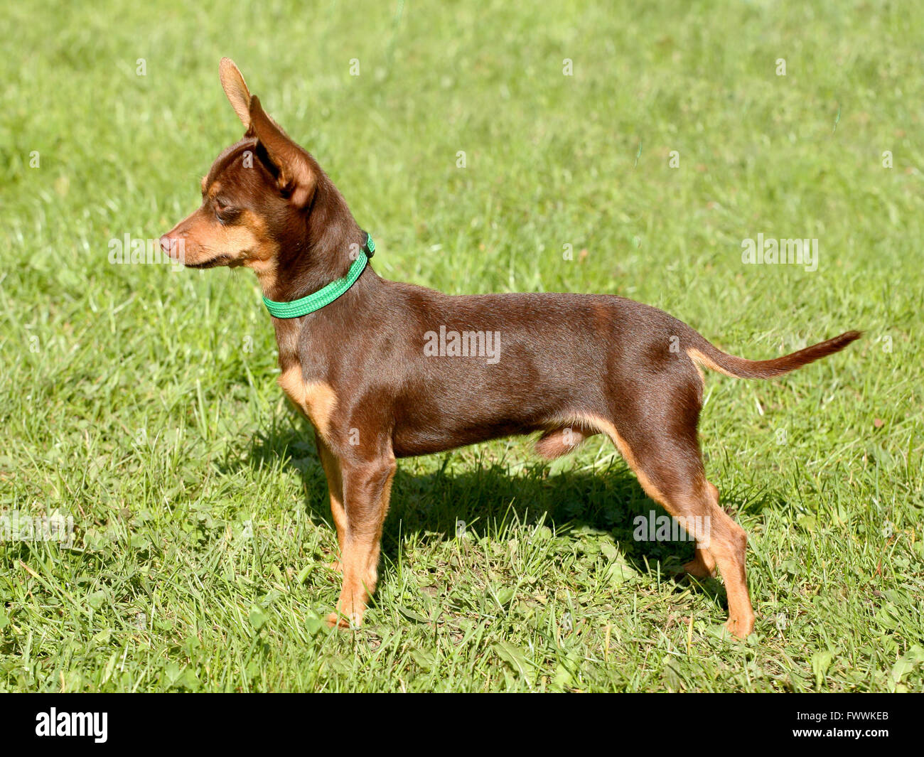 Typical Prague Rat Hunter in the spring garden Stock Photo - Alamy