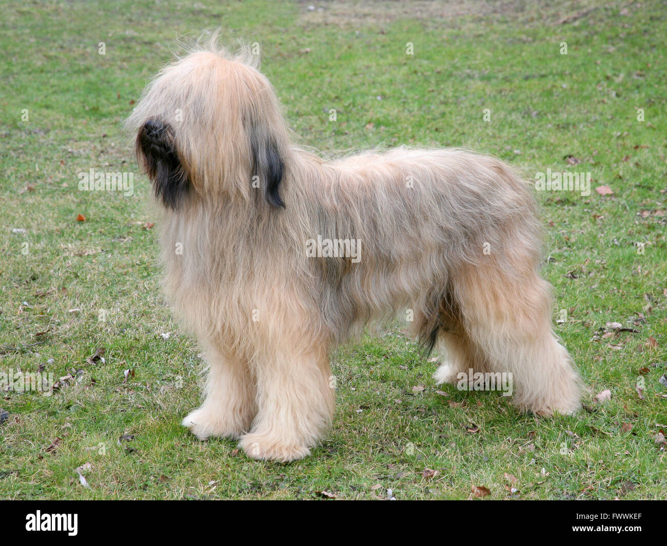 Berger de brie hi-res stock photography and images - Alamy