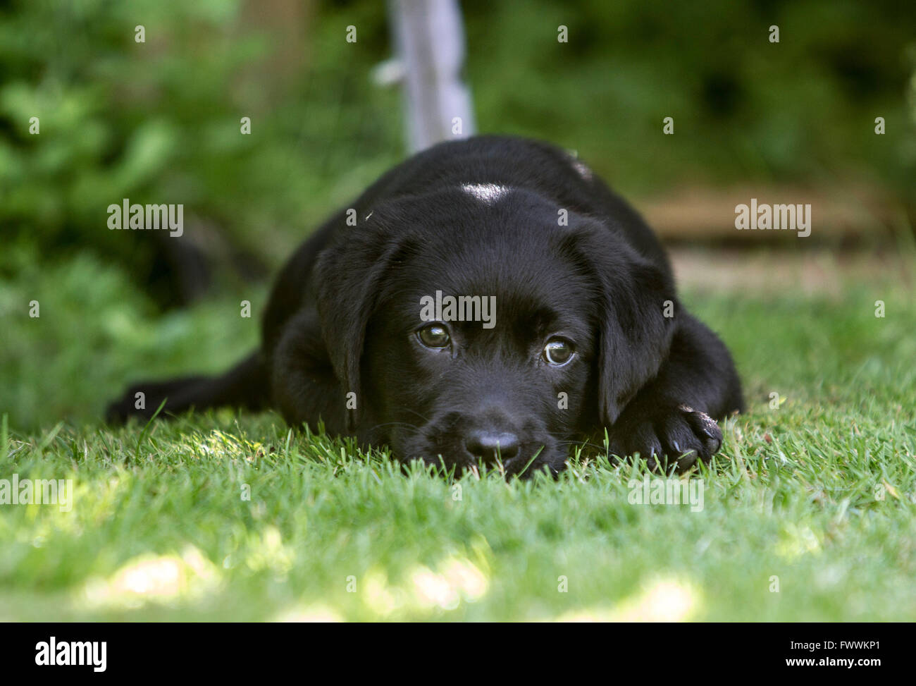 Black labrador puppy hi-res stock photography and images - Alamy
