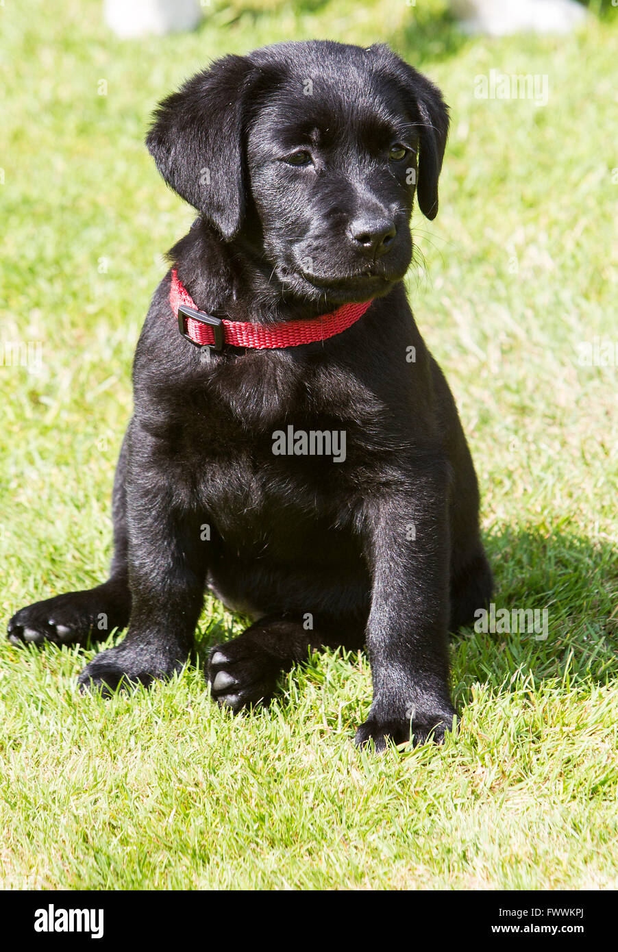 Black labrador with toy hi-res stock photography and images - Alamy