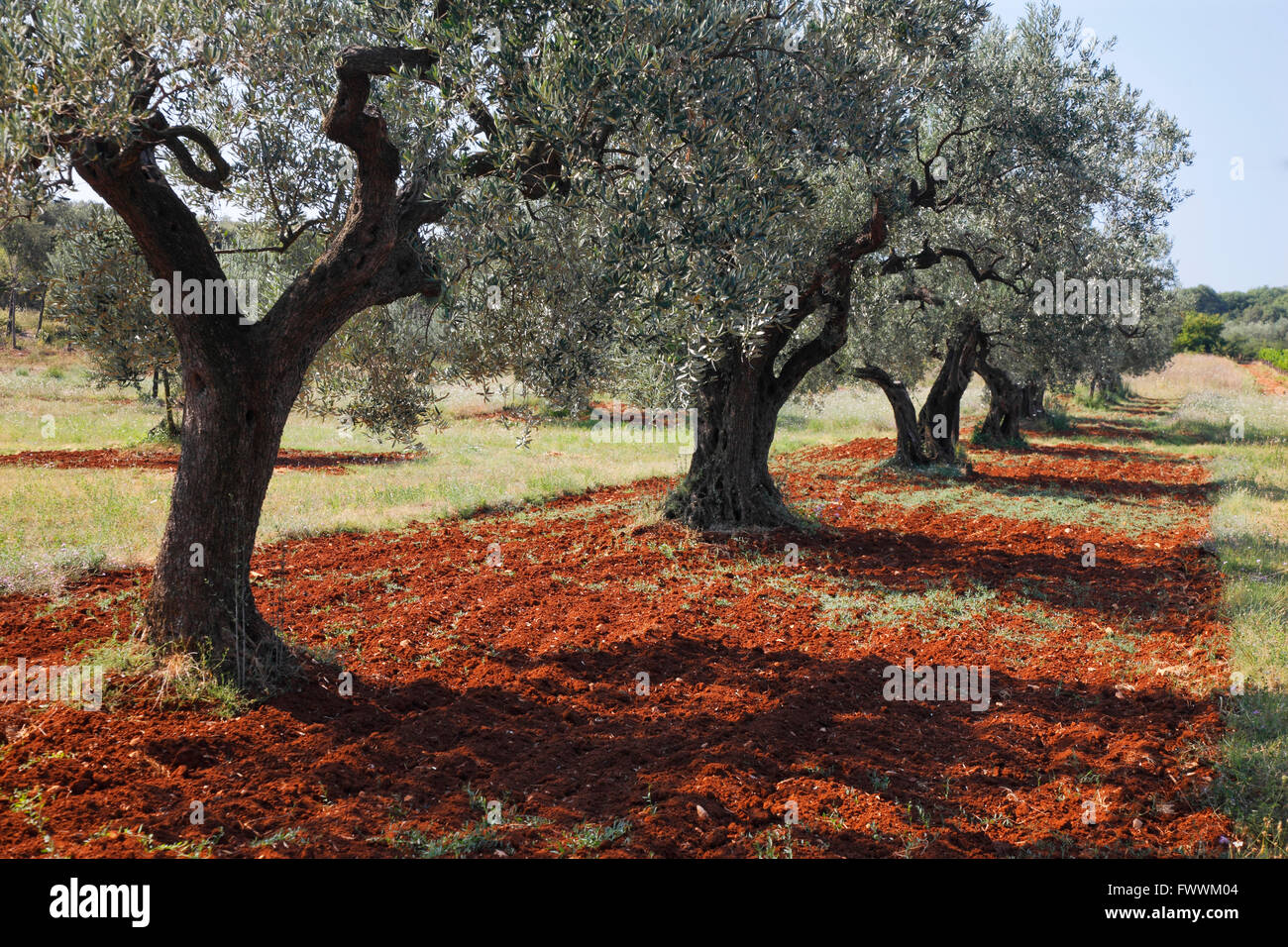 Olive tree field in croatia hi-res stock photography and images - Alamy