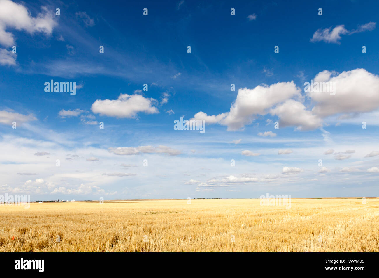 Wheat fields in Saskatchewan, Canada Stock Photo - Alamy