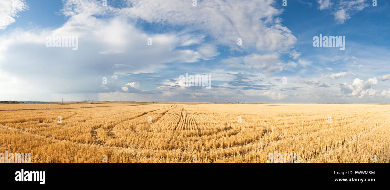 Saskatchewan wheat fields hi-res stock photography and images - Alamy