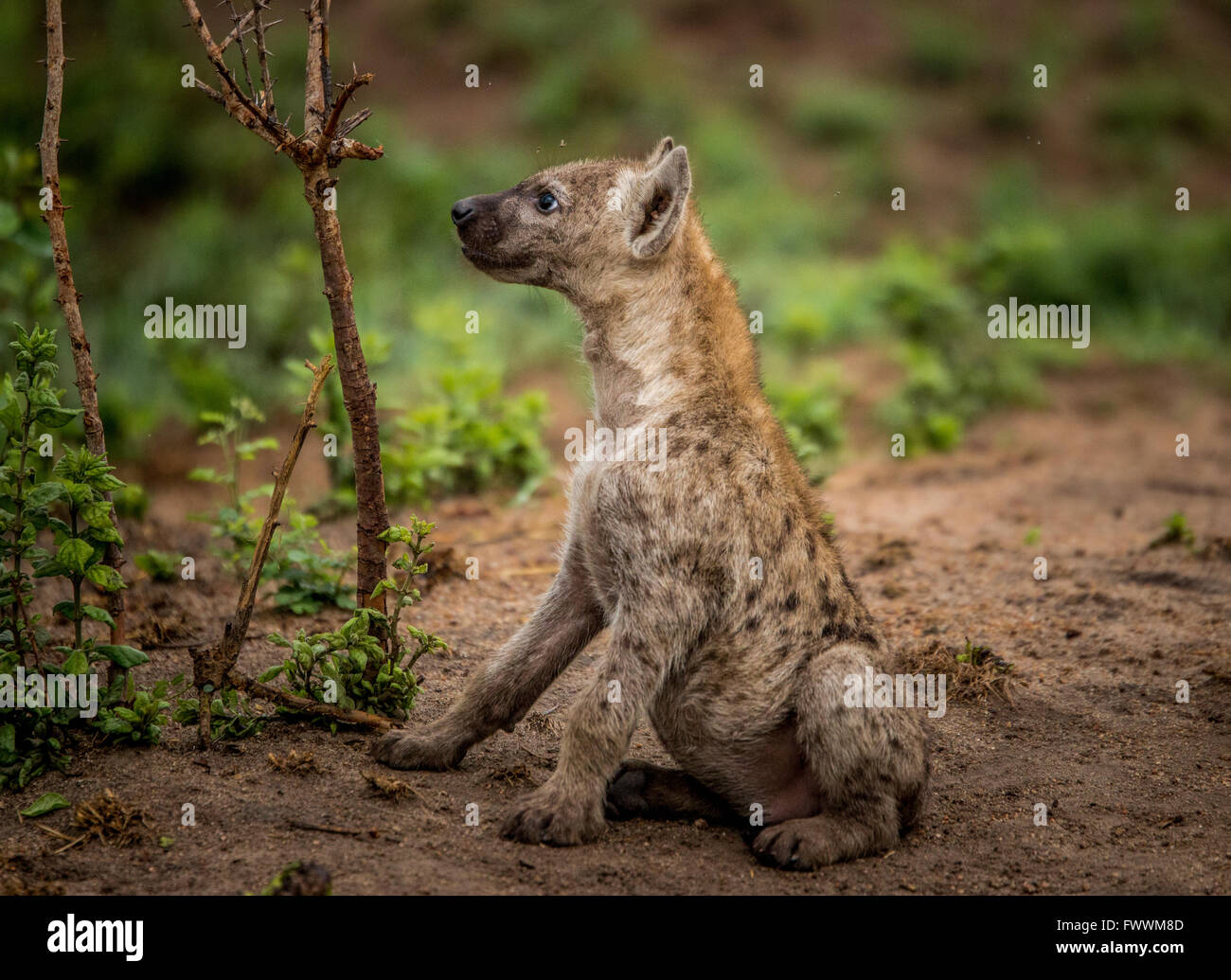 Spotted hyena cub side profile in the Kruger National Park, South ...