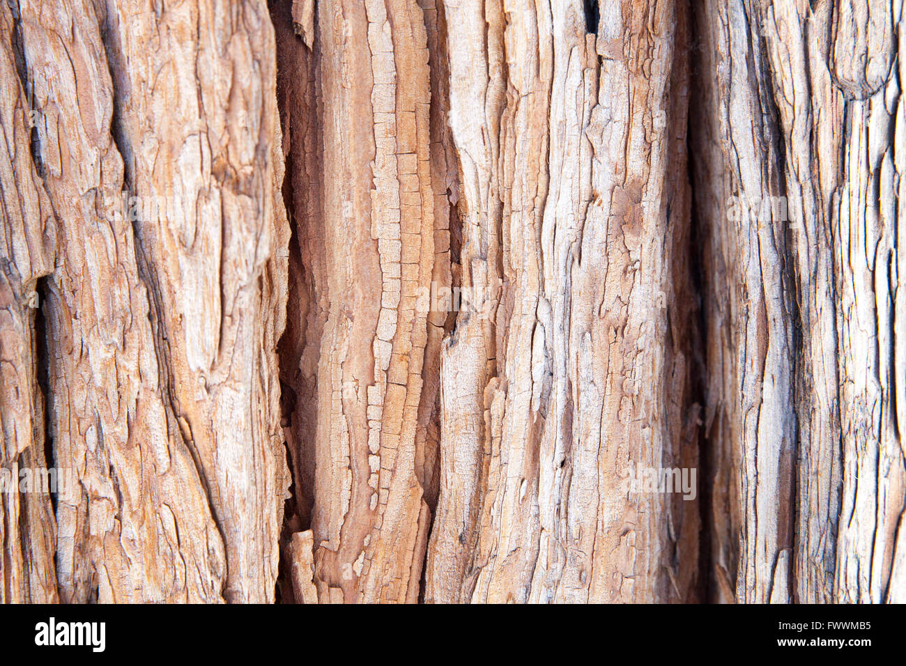Trunk of sequoia hi-res stock photography and images - Alamy
