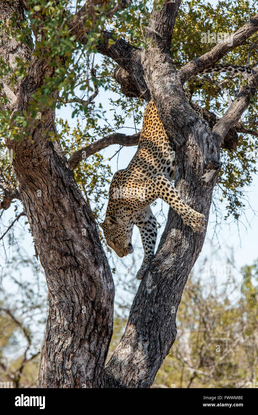 Leopard climbing out of a tree in the Kruger National Park, South ...