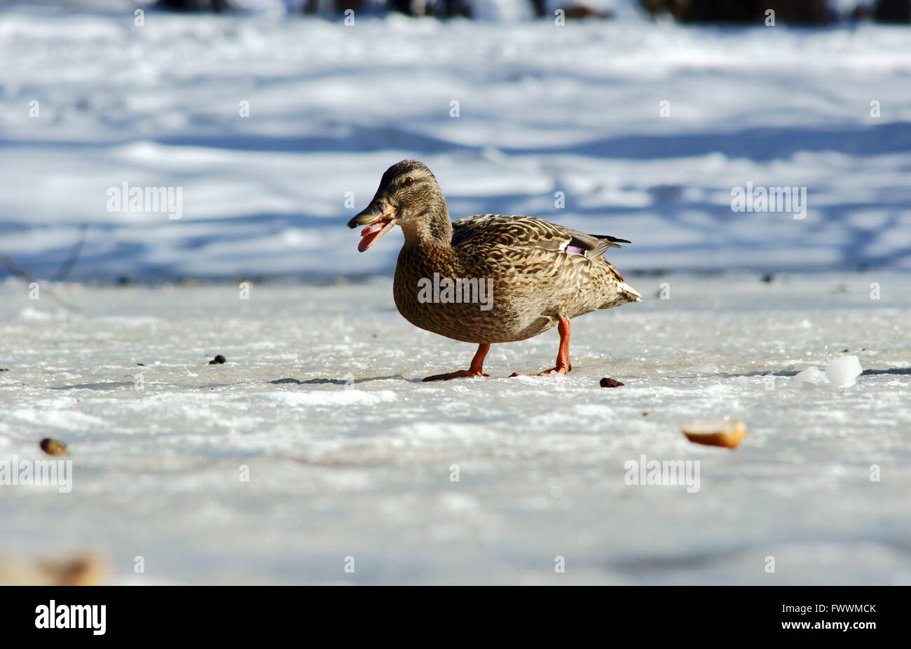 Duck walking on ice Stock Photo - Alamy