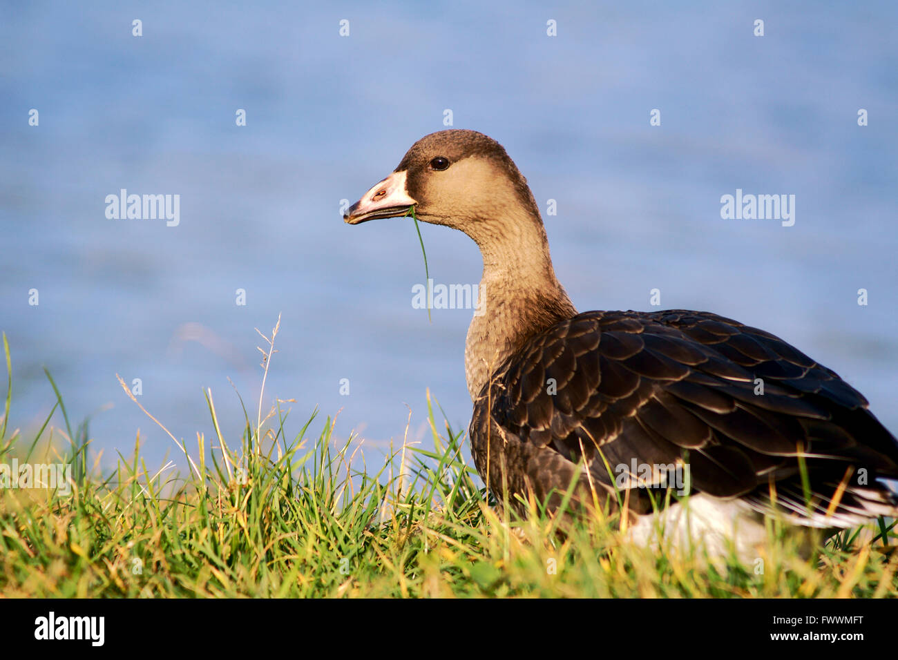 Wild goose on the lake, Poland Stock Photo - Alamy