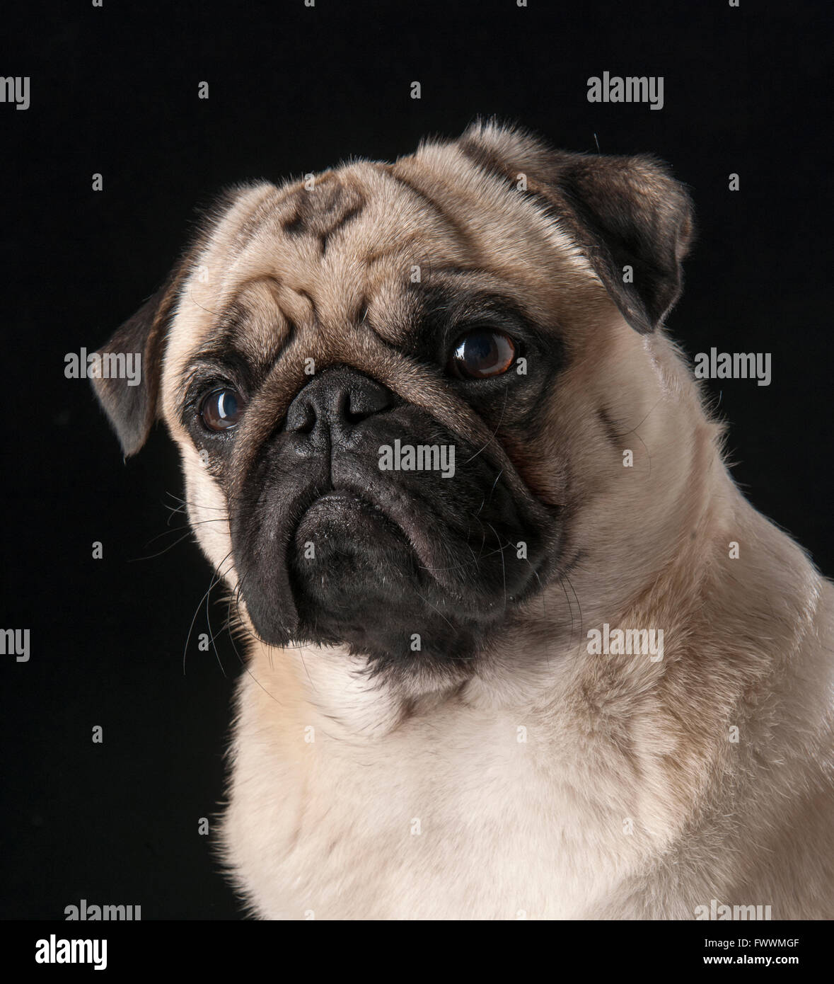 Black And Tan Puggles