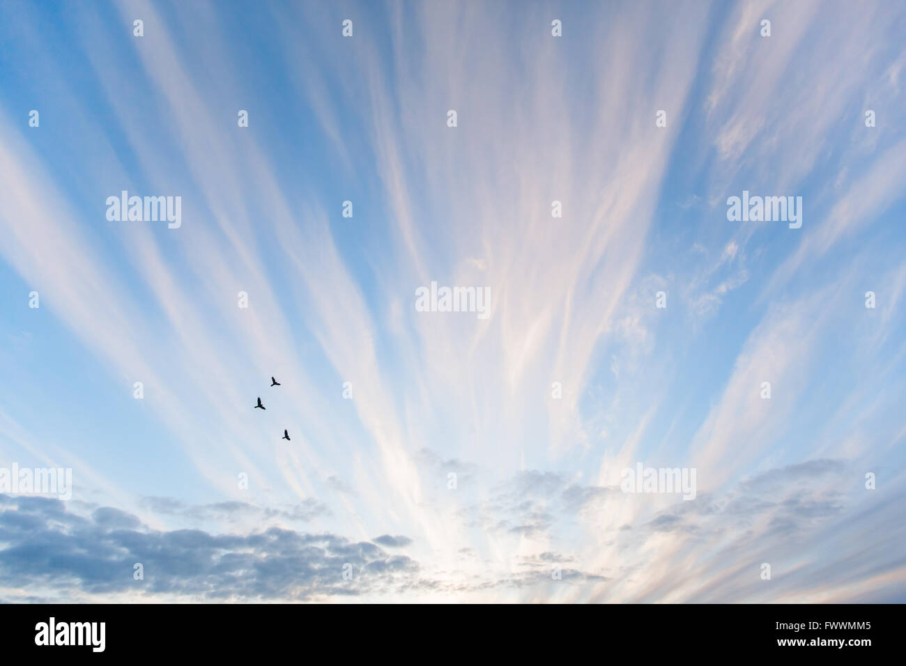 Three flying birds in sky hi-res stock photography and images - Alamy