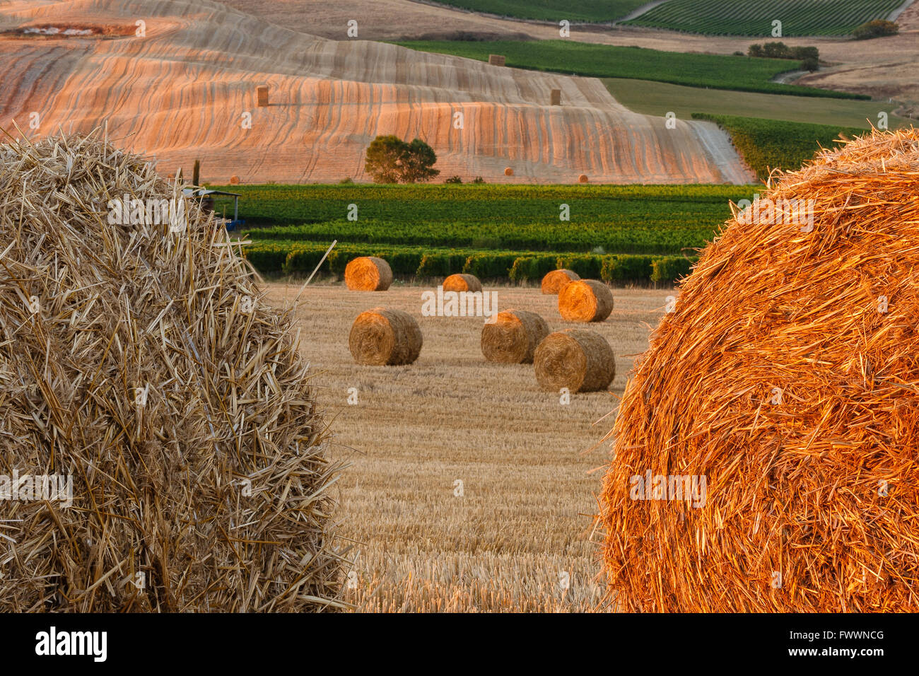 Gray and gold haystacks on fields of Tuscany Stock Photo - Alamy
