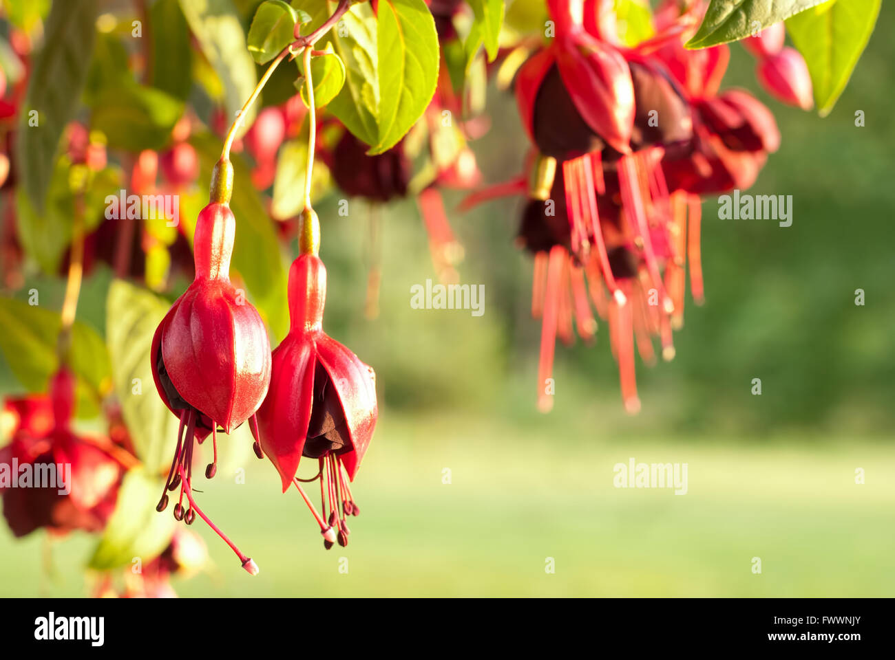 Fuscia hi-res stock photography and images - Alamy