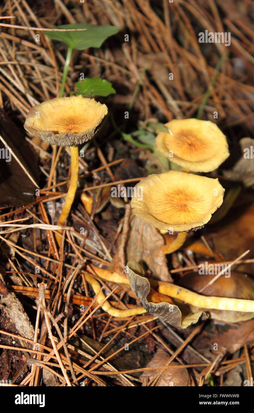 Cantharellus cibarius root hi-res stock photography and images - Alamy