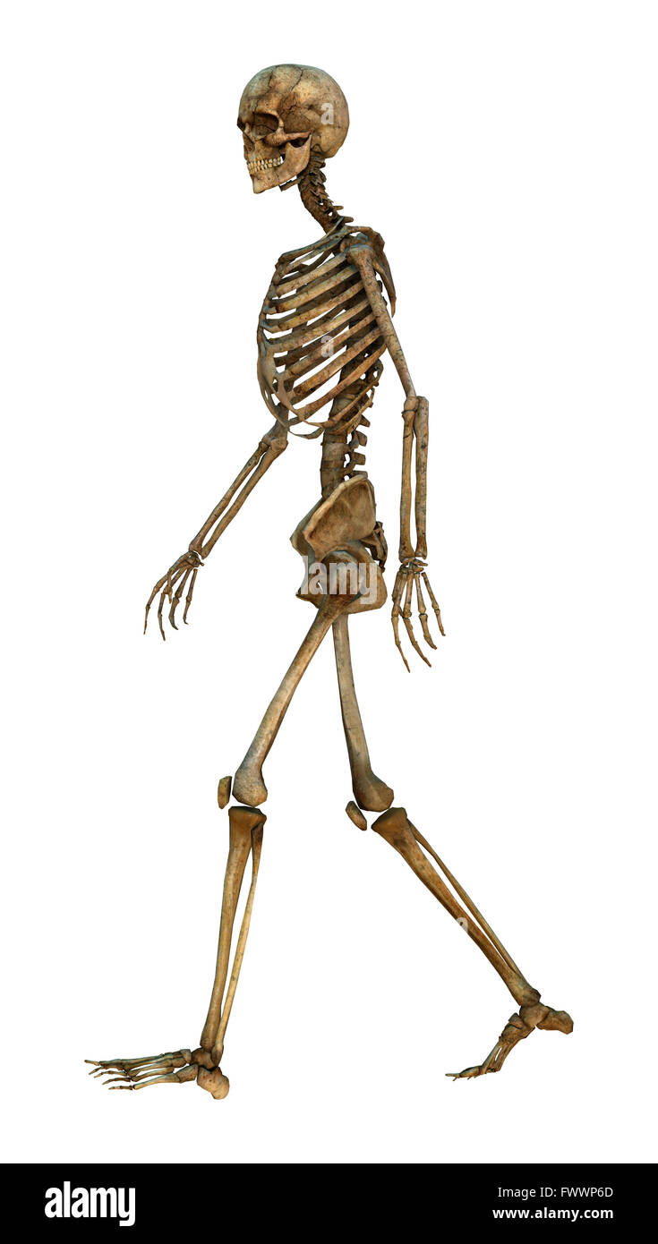 Human Skeleton Profile