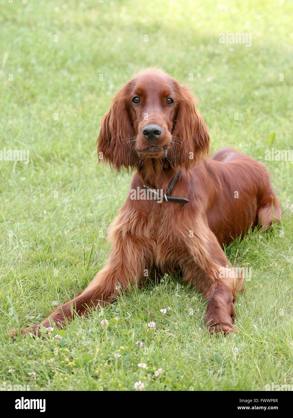 Typical Irish Red Setter in the spring garden Stock Photo - Alamy