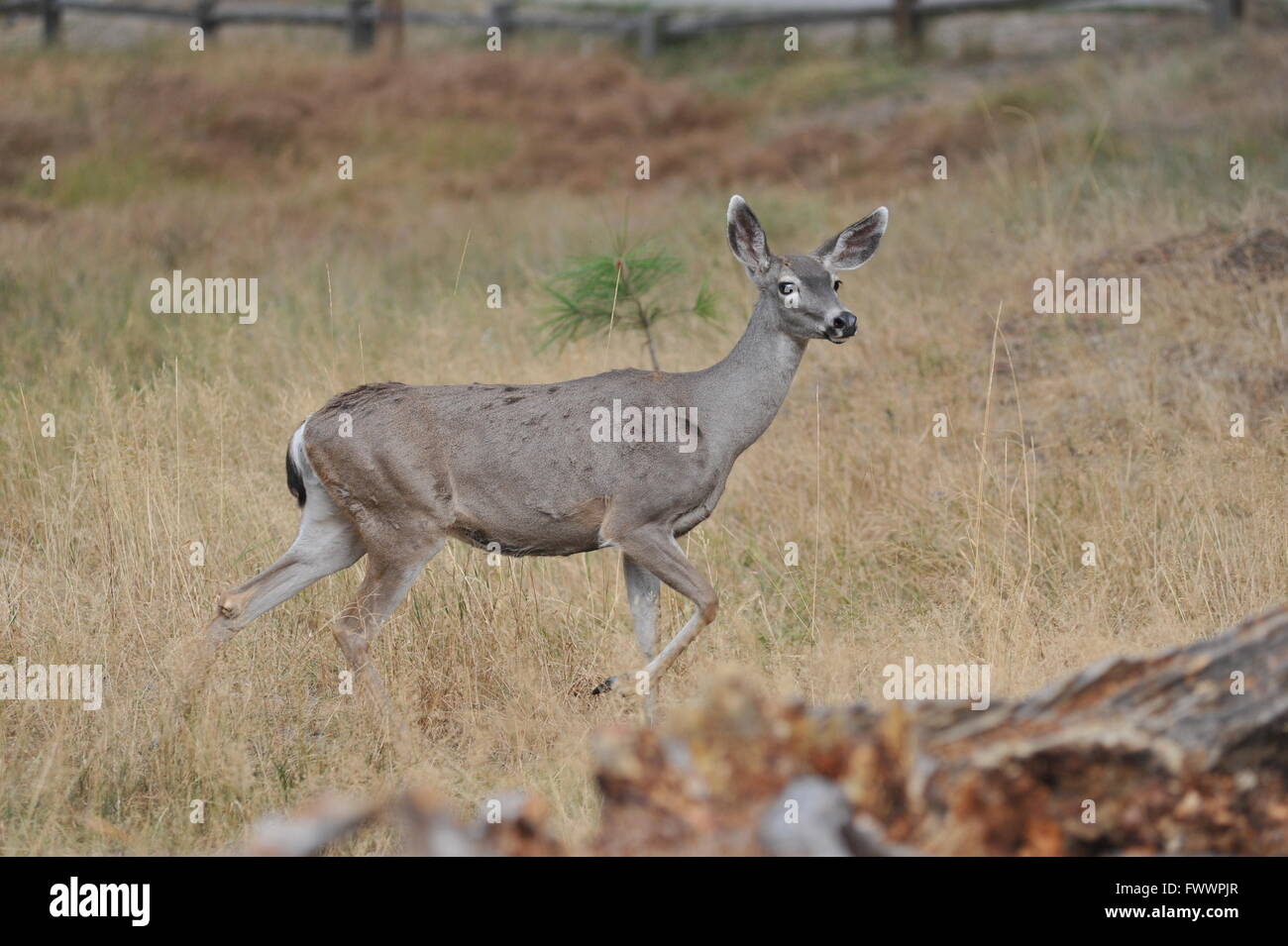 Mule deer, alert and on the move, Yosemite National Park, California ...