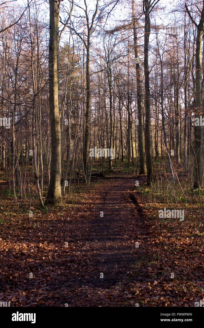 A path between trees in Dalkeith. Scotland. Photo by Pako Mera Stock ...