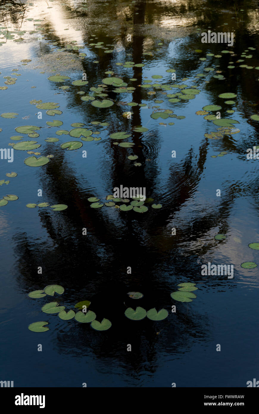 Coconut tree reflected on water, green water plants in tropical wetland ...