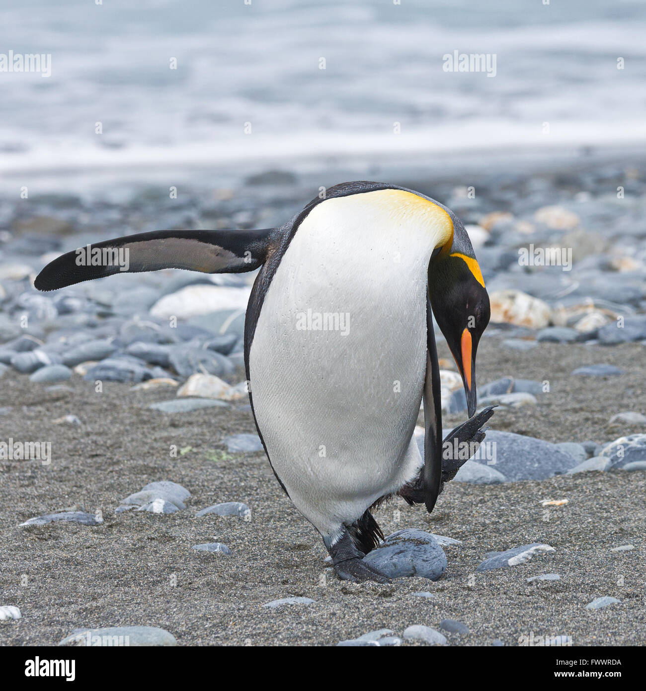 single king penguin standing on one leg on the beach at Salisbury Plain ...