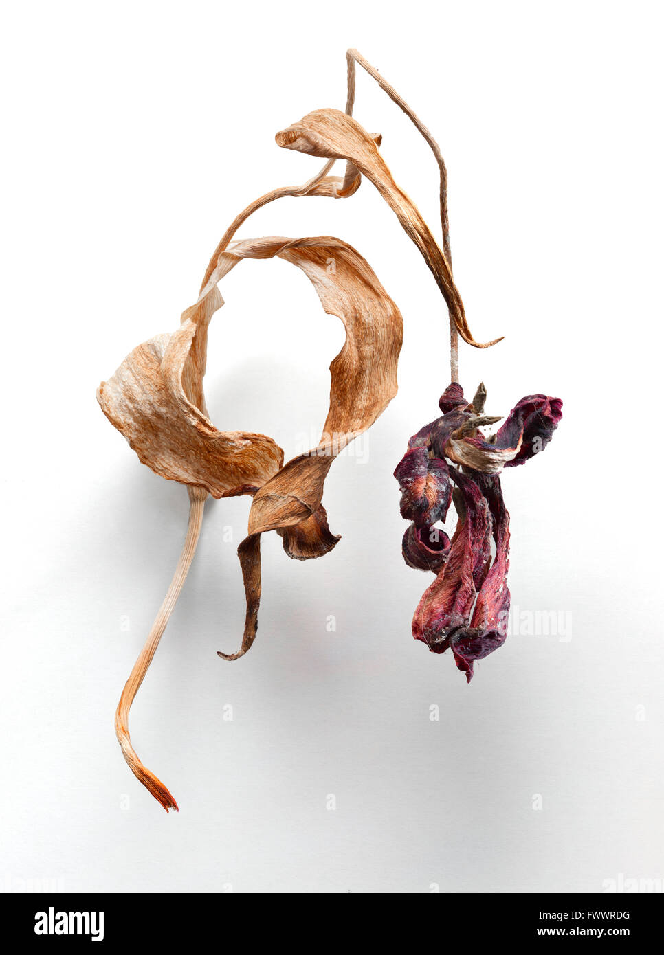 Wilt flower hi-res stock photography and images - Alamy