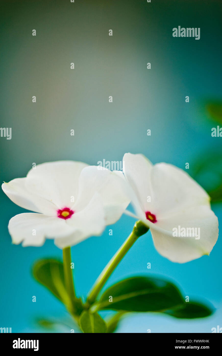 White flowers yellow center hi-res stock photography and images - Alamy