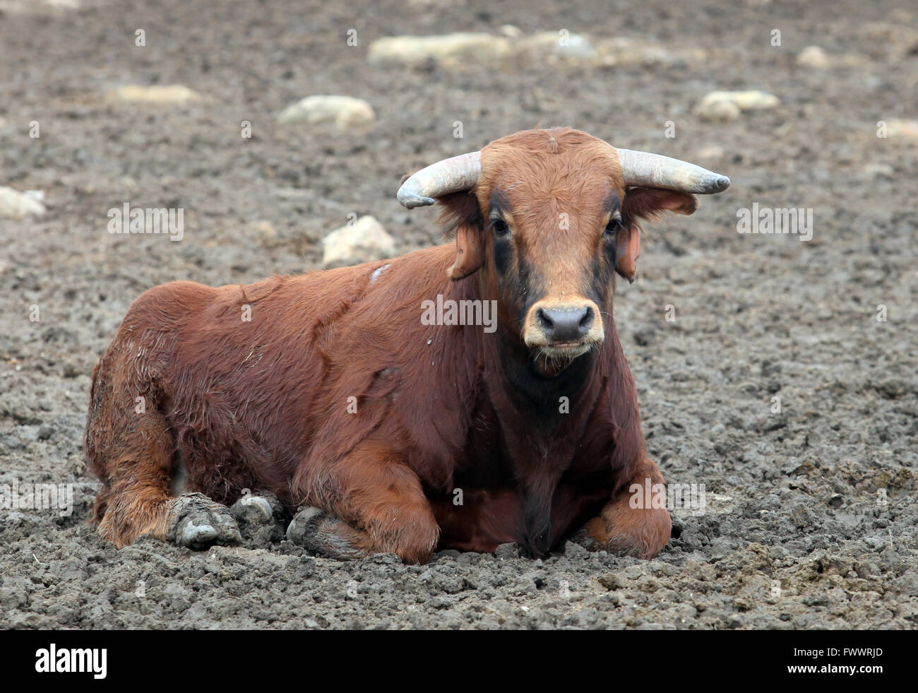 Angry bull hi-res stock photography and images - Alamy