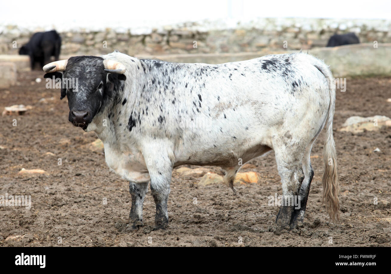 Bulls in the field in Spain Stock Photo - Alamy