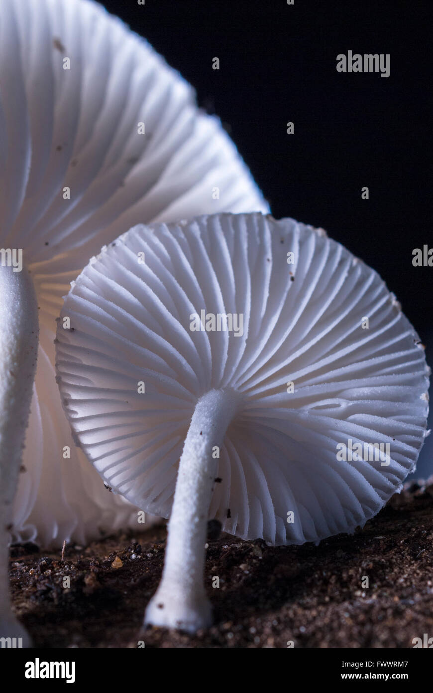 Mushroom bloom hi-res stock photography and images - Alamy