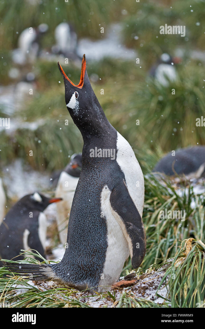 one gentoo penguin calling to its mate while sitting on its nest at ...