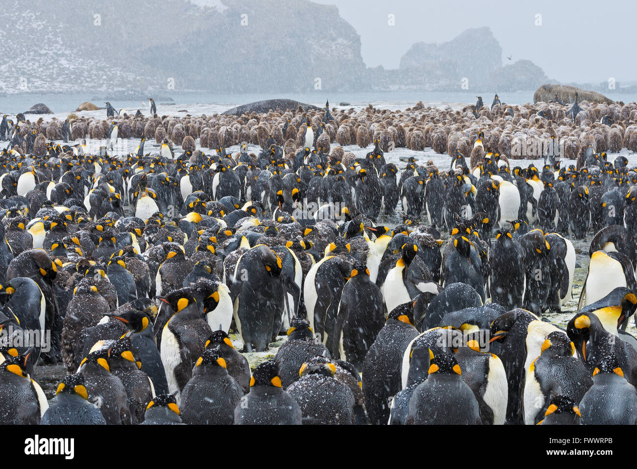 beach at Gold Harbour on south georgia crowded with King penguins and ...