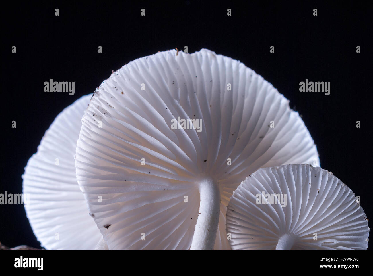 Mushroom bloom hi-res stock photography and images - Alamy