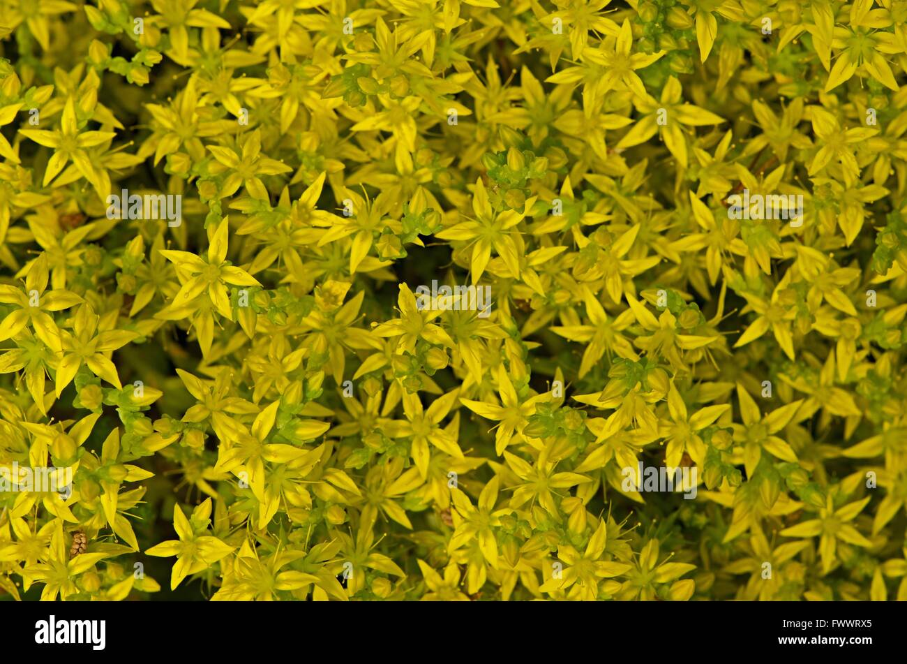 Summer summer texture hi-res stock photography and images - Alamy