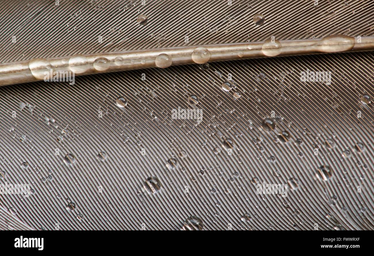 Nice feather texture / lines Stock Photo - Alamy