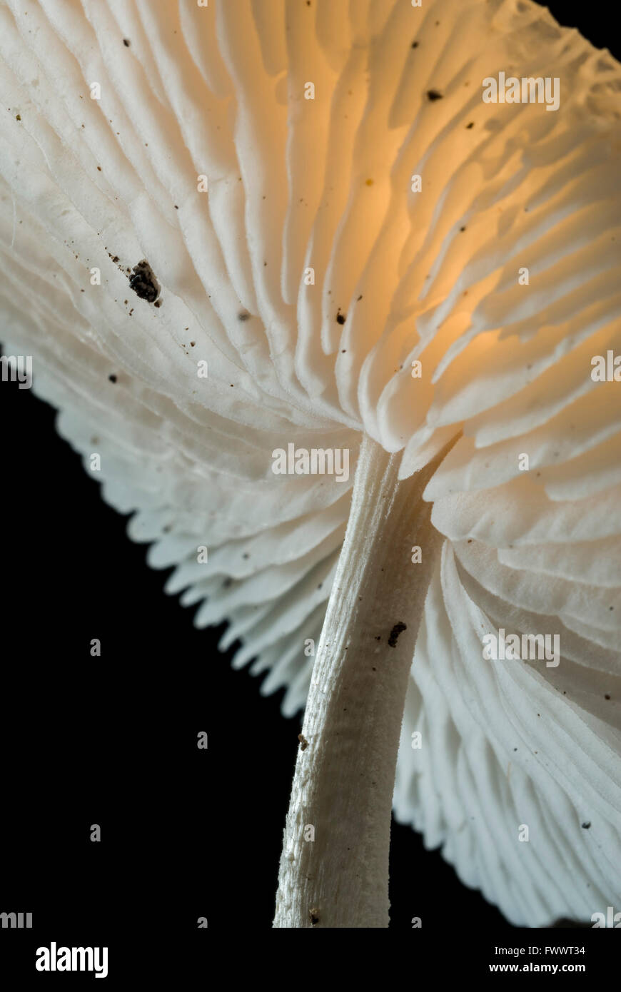 Mushroom bloom hi-res stock photography and images - Alamy