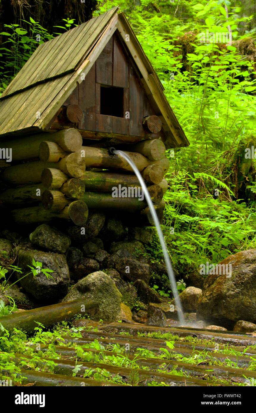 Overgrown forest hi-res stock photography and images - Alamy