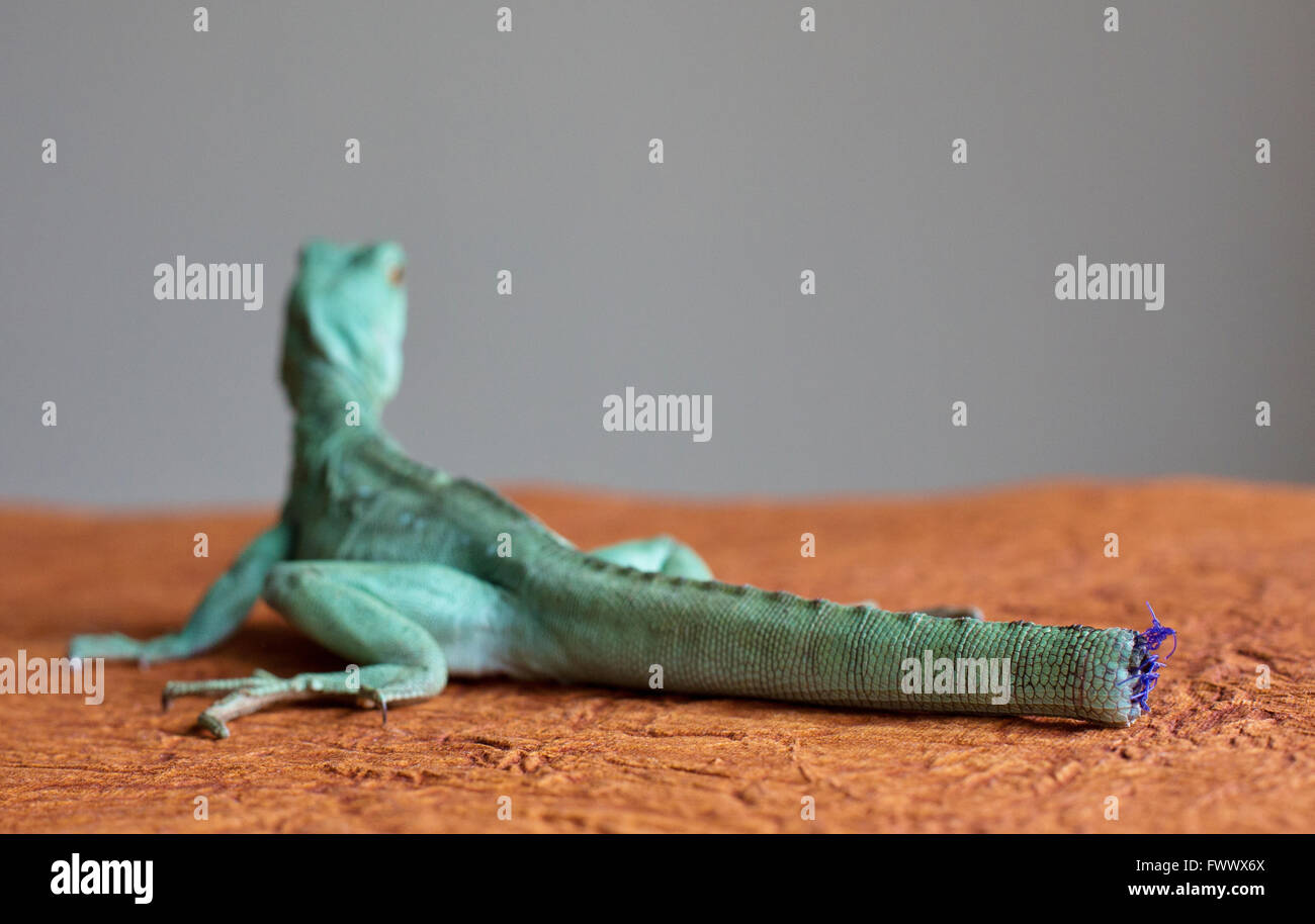 Amputation amputated hi-res stock photography and images - Alamy