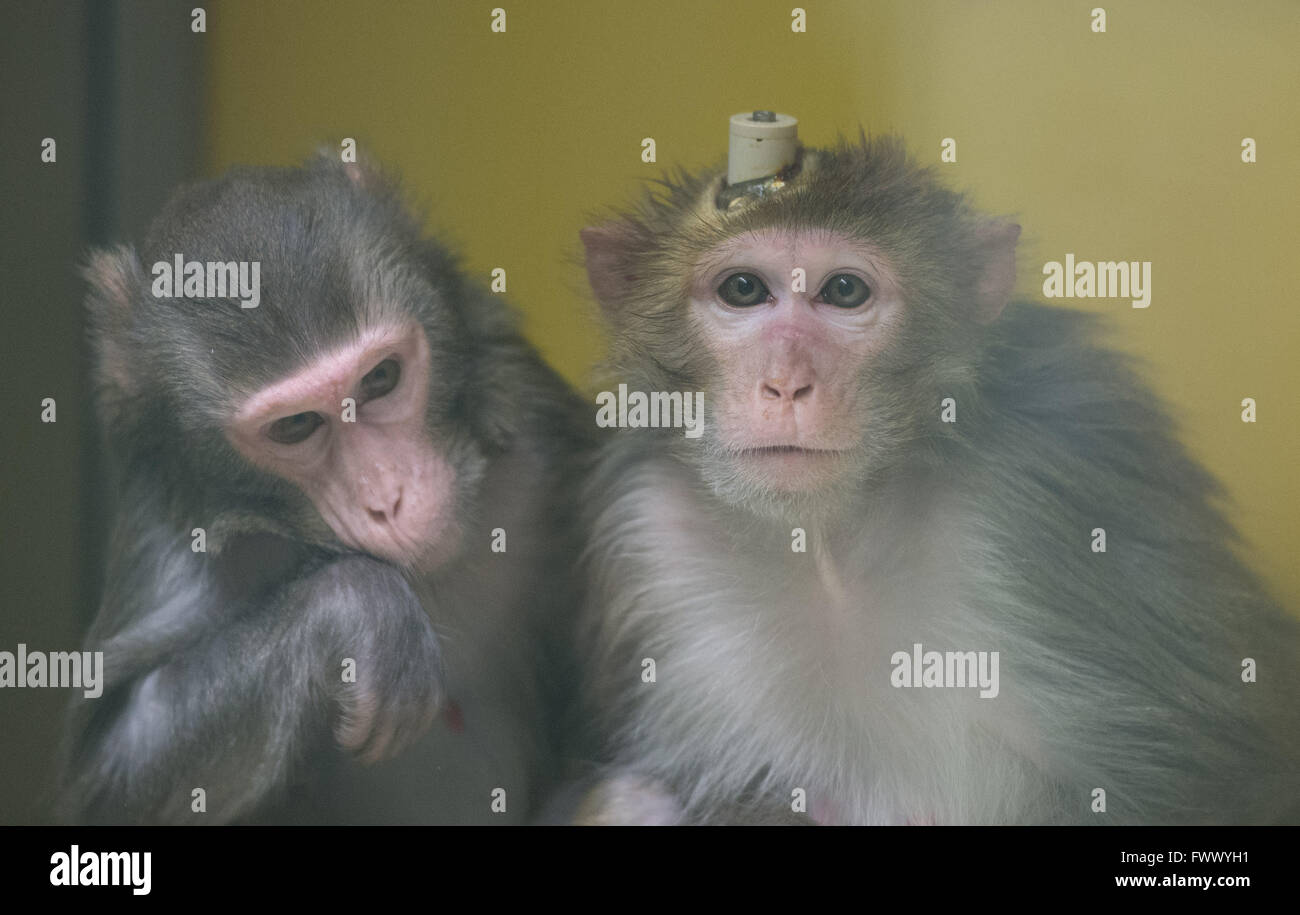 Tuebingen, Germany. 10th Mar, 2016. Rhesus monkeys with implants sit in ...