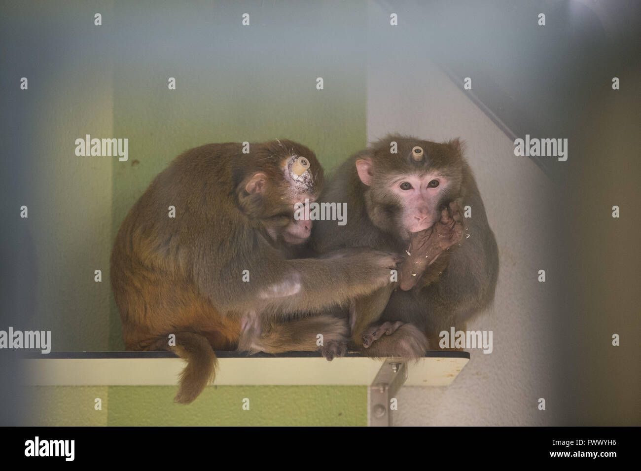 Tuebingen, Germany. 10th Mar, 2016. Rhesus monkeys with implants sit in ...