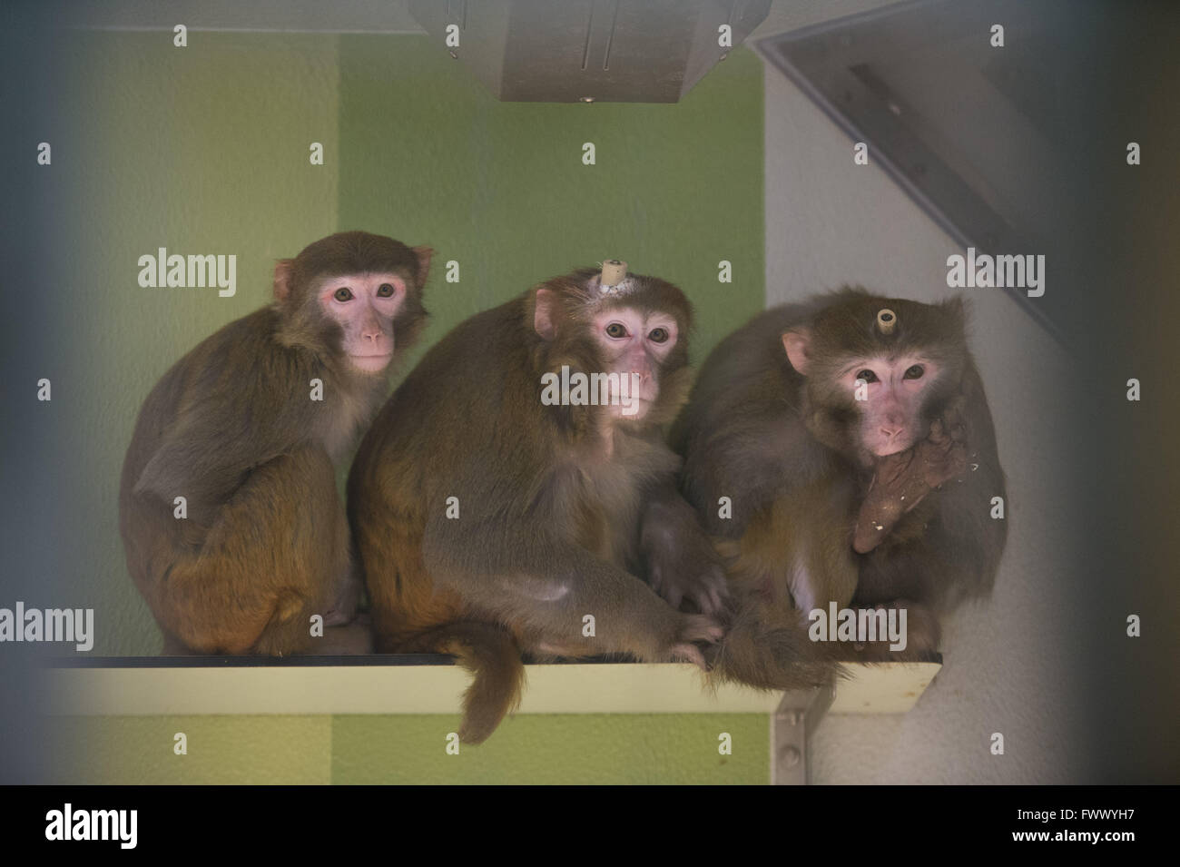 Tuebingen, Germany. 10th Mar, 2016. Rhesus monkeys with implants sit in ...