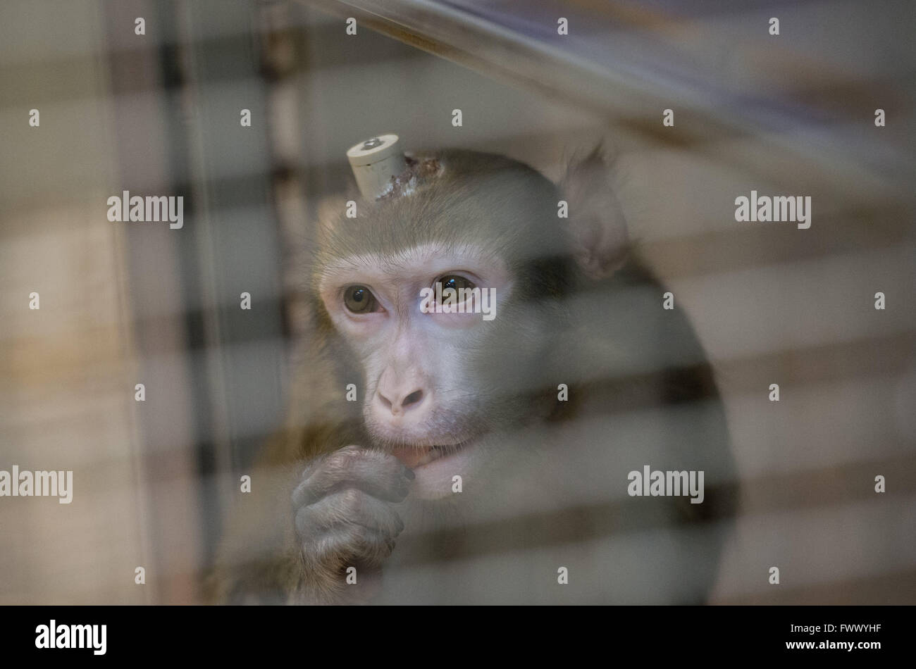 Tuebingen, Germany. 10th Mar, 2016. A rhesus monkey sits in its cage at ...
