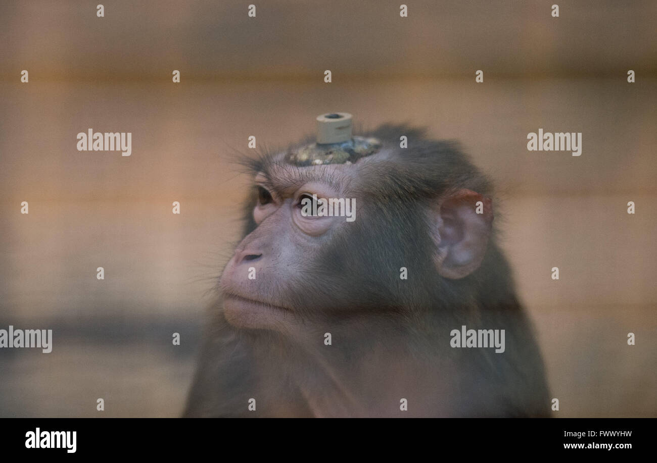 Tuebingen, Germany. 10th Mar, 2016. A rhesus monkey sits in its cage at ...