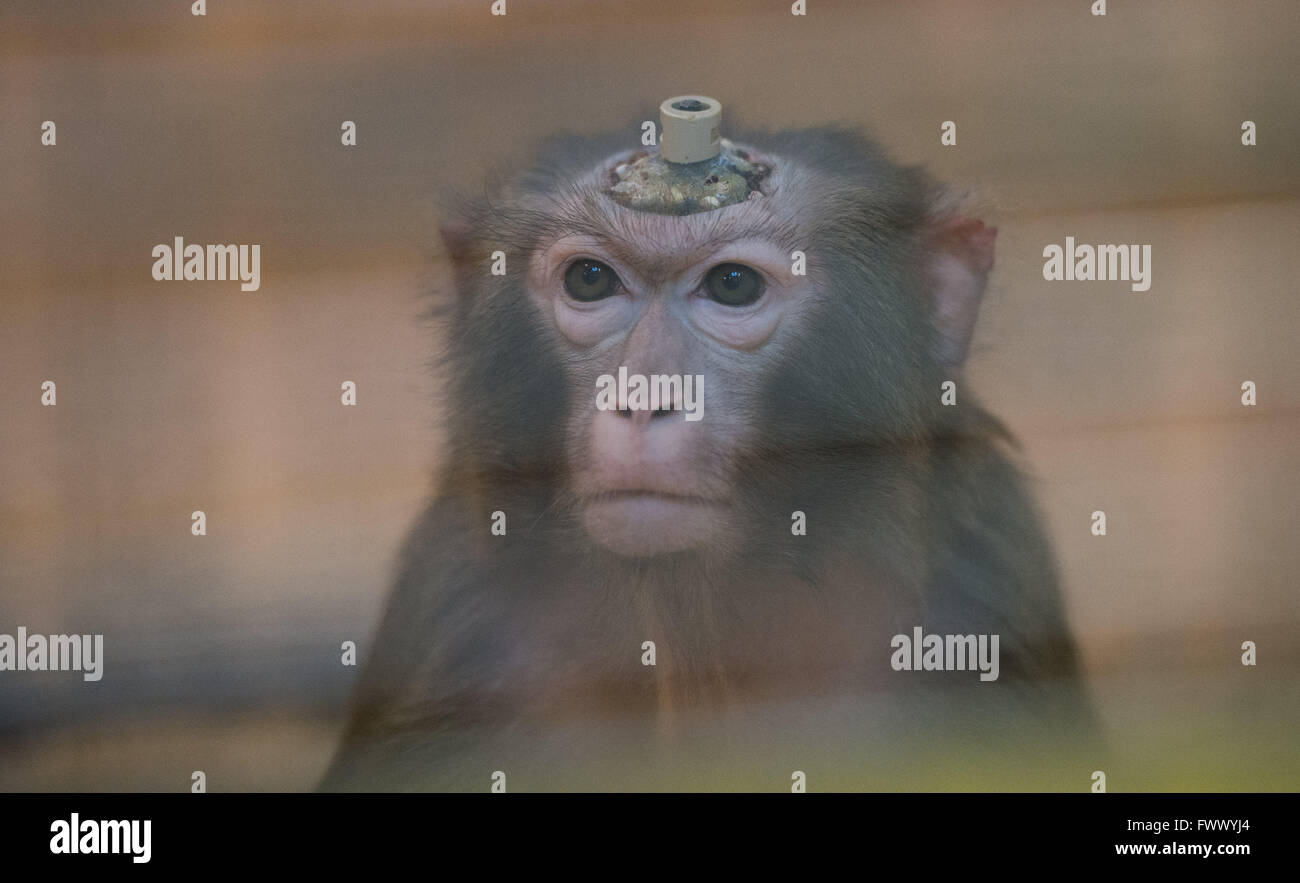 Tuebingen, Germany. 10th Mar, 2016. A rhesus monkey with an implant ...