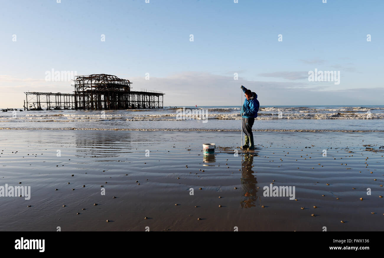 Pier worms hi-res stock photography and images - Alamy