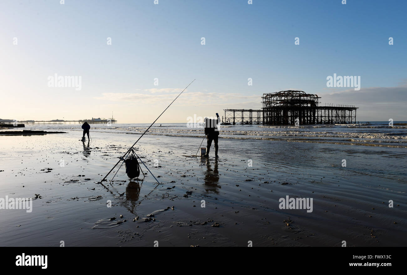 Pier worms hi-res stock photography and images - Alamy