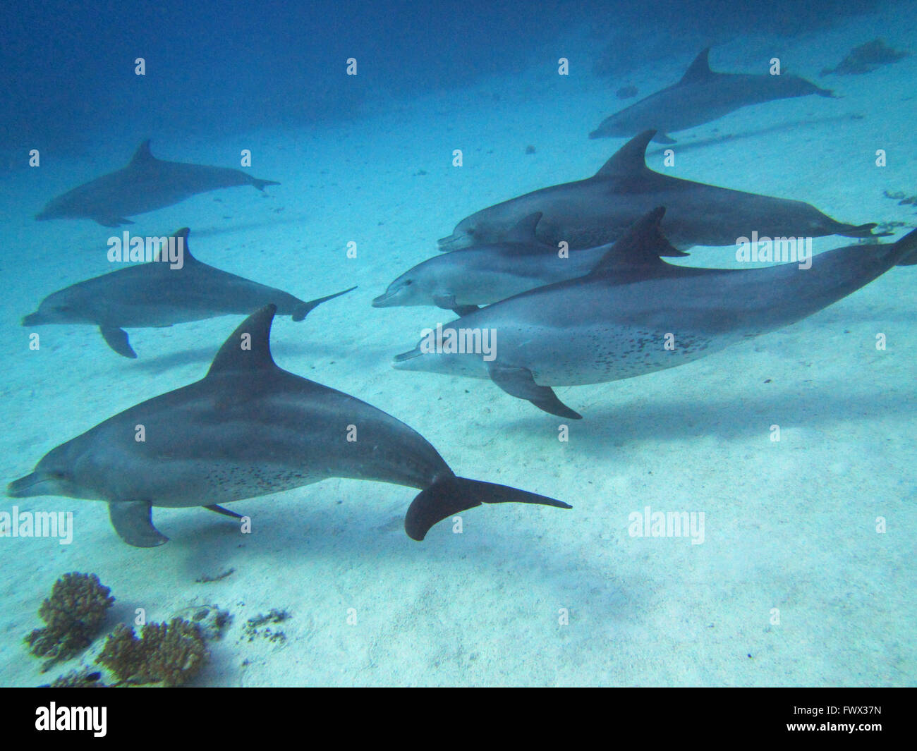 Dolphin Pod Under Water